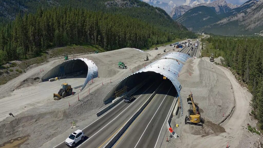 Corrugated Steel Animal Overpass Reduces Wildlife-Vehicle Collisions ...